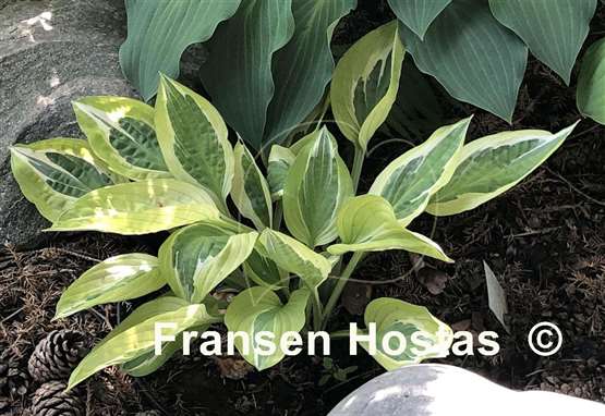 Hosta Eros - Fransen Hostas